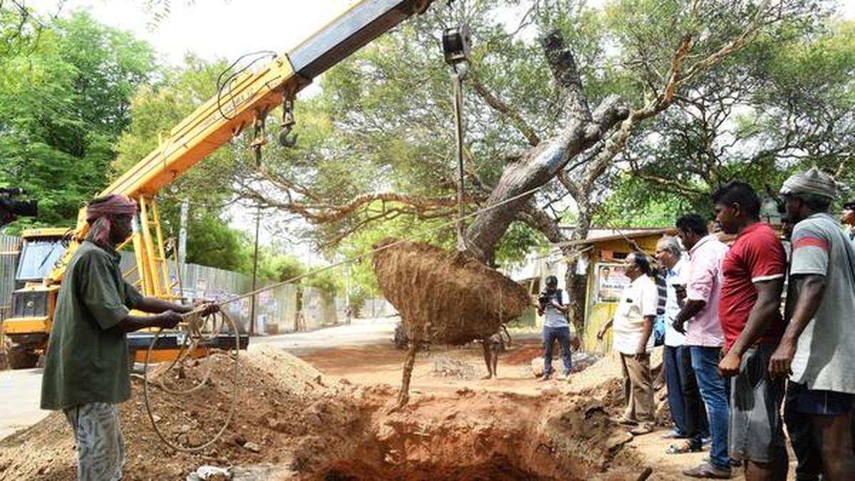 15-decade-old trees to be replanted on Madurai Collectorate premises ...
