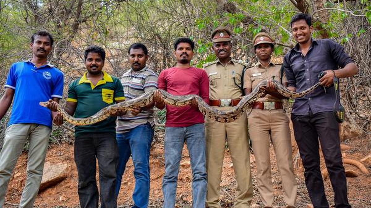 Rock python rescued in Nagamalai Pudukottai - The Hindu