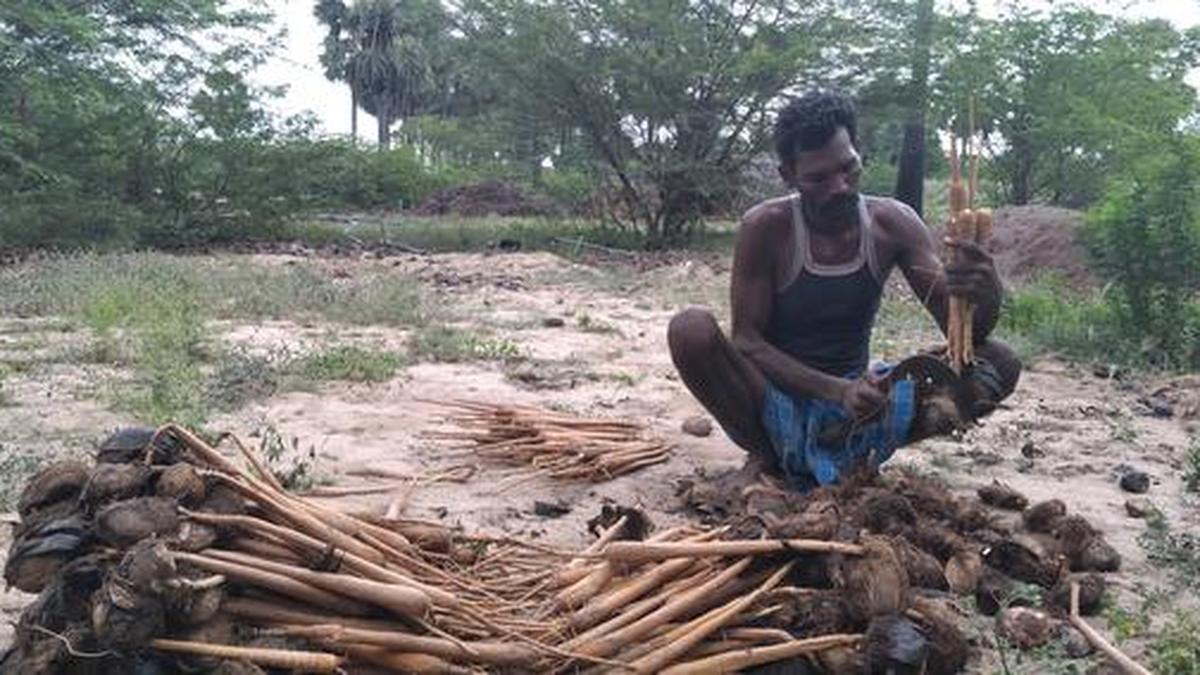 Harvest of palm sprouts in full swing at Kovilpatti - The Hindu