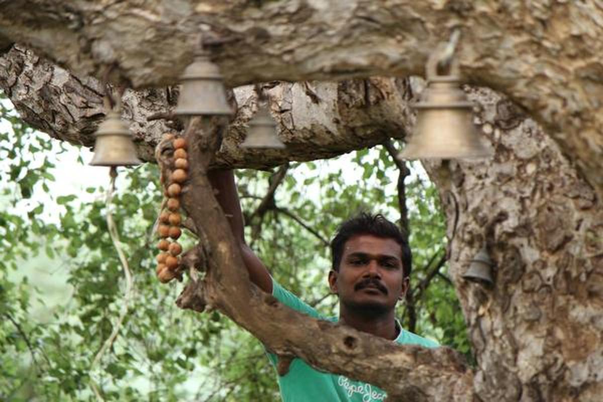 mamp29trees2.jpg - The Hindu