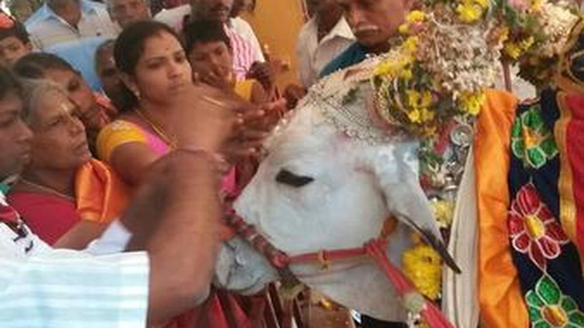 A temple where bulls and cows alone are worshipped - The Hindu