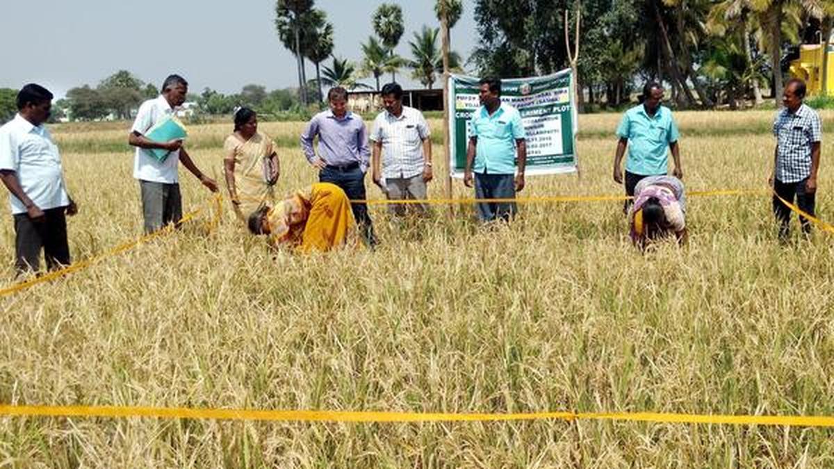 1,300 crop cutting experiments over - The Hindu