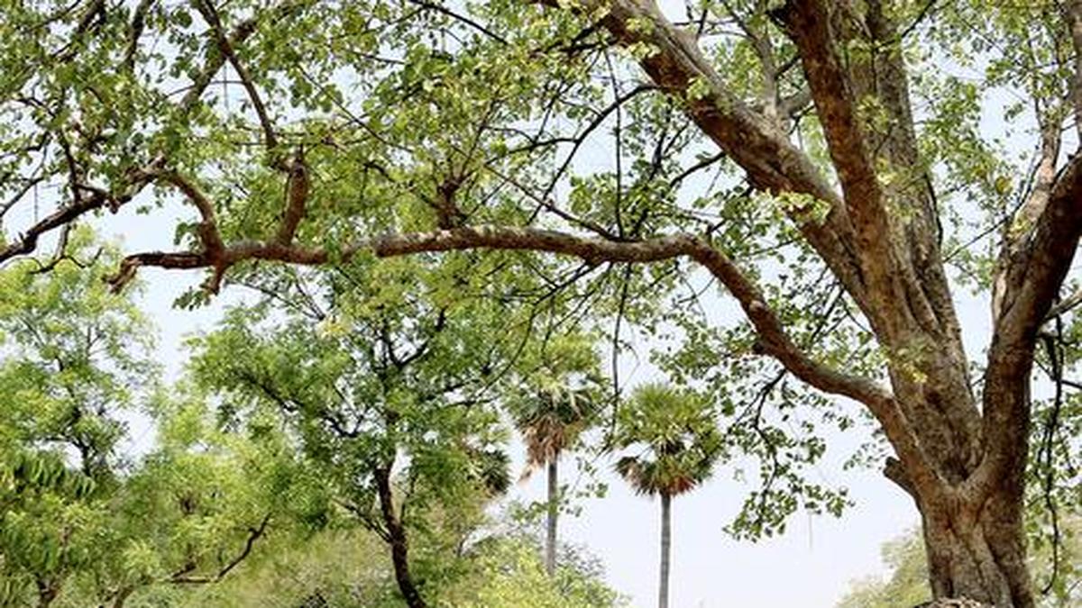 ‘Concerted efforts needed to protect kadamba trees’ - The Hindu