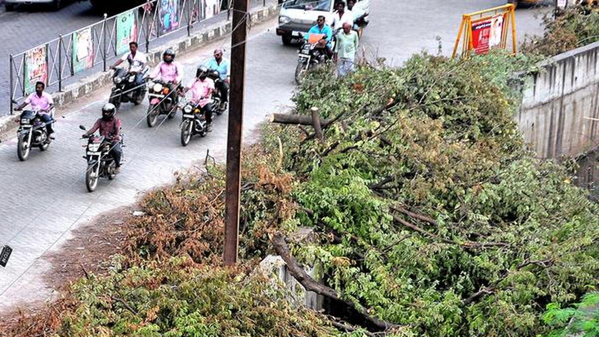 Fallen tree poses risk - The Hindu