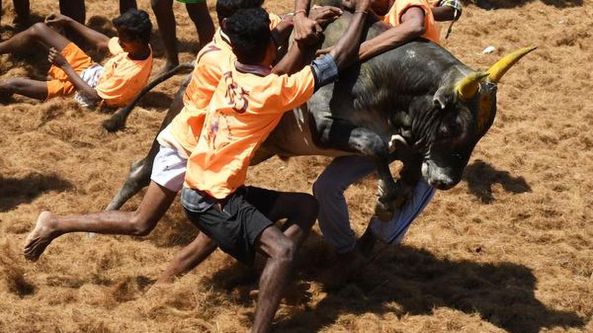 48 persons injured in jallikattu - The Hindu