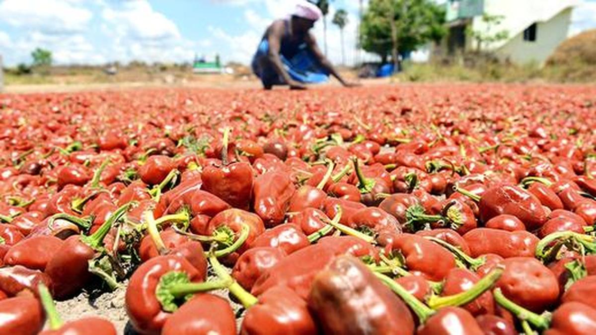 Mundu chilli farmers hit by labour shortage - The Hindu