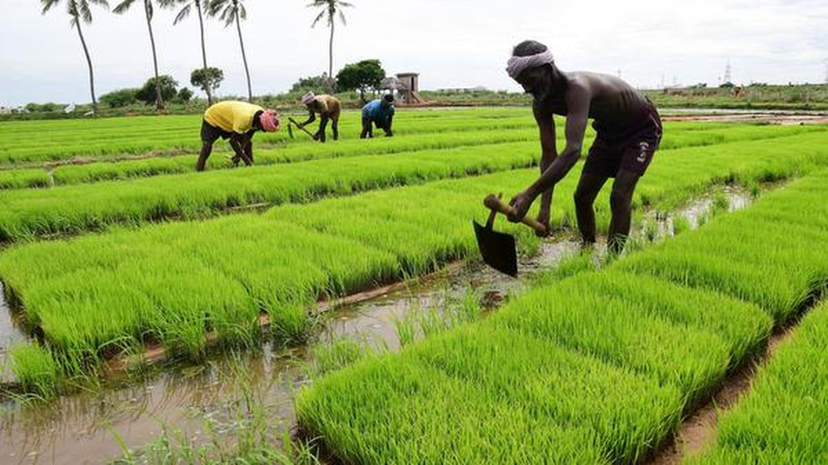 Paddy farmers begin preparing nursery - The Hindu