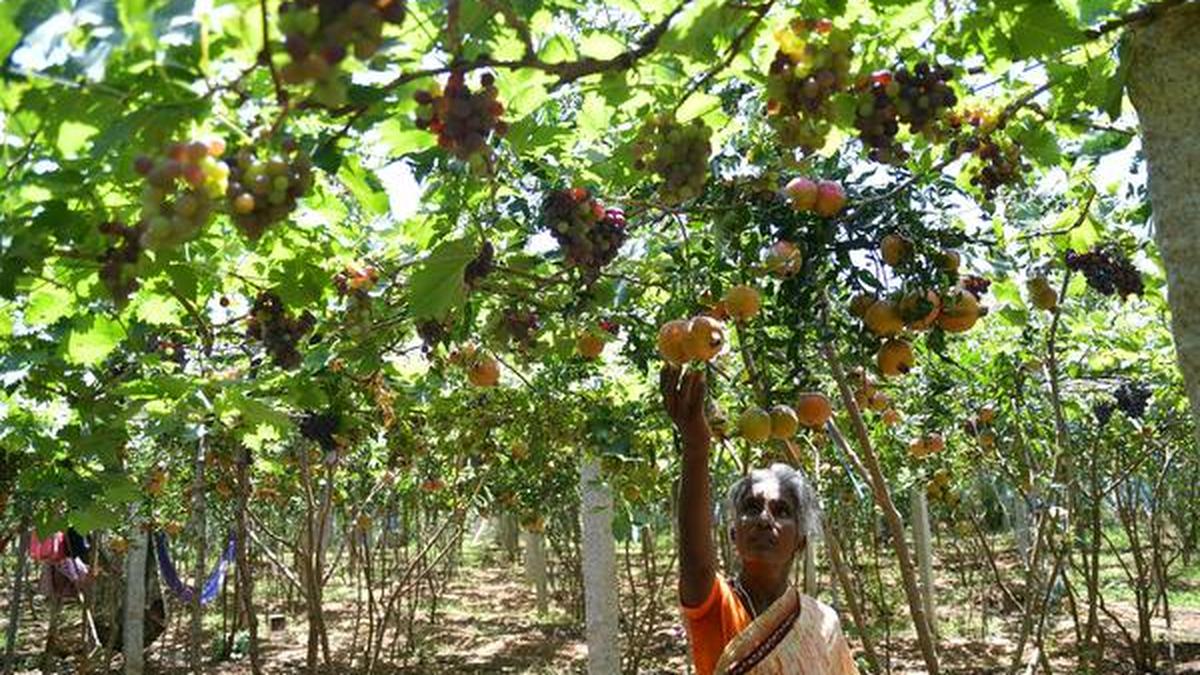 Grape cultivation gone sour for Dindigul farmers - The Hindu