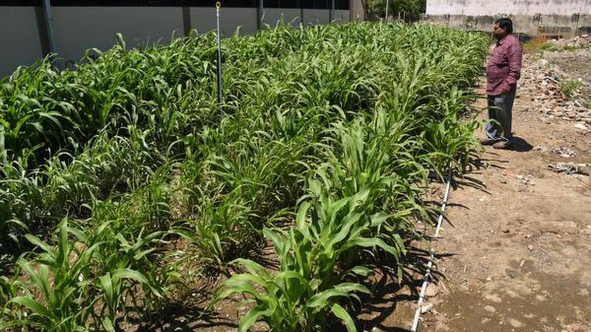 Now, Thathaneri presents a picture of contrast - The Hindu