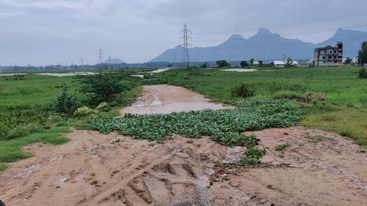A major lake dying slowly - The Hindu