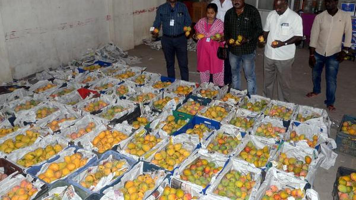 Mangoes ripened with chemicals seized - The Hindu