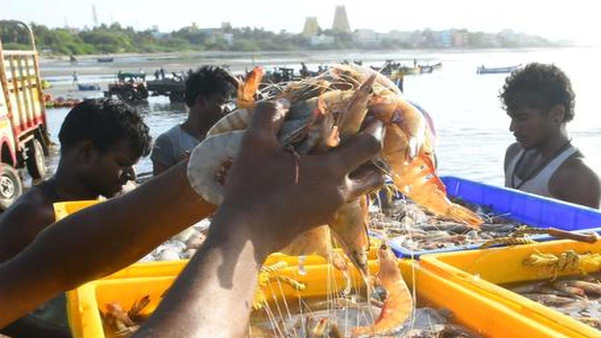 Sea ranching programme helps replenish shrimp stock in Palk Bay - The Hindu