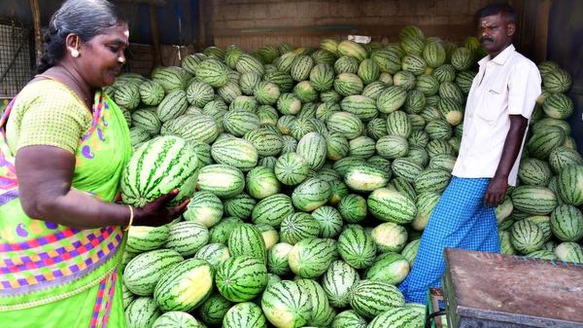 It’s watermelons everywhere in Dindigul - The Hindu
