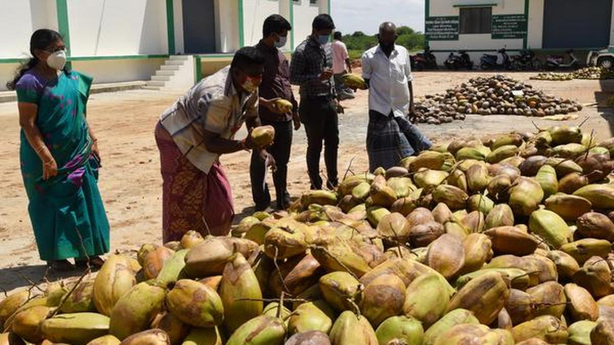 Regulated coconut markets come to the rescue of farmers - The Hindu