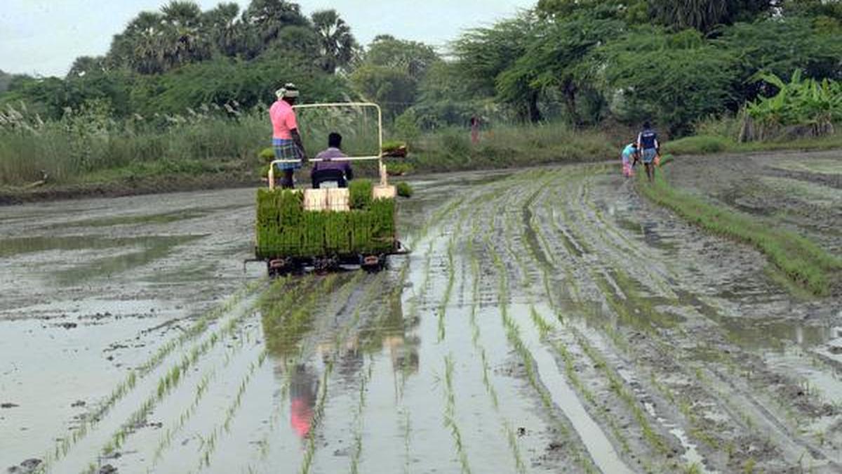 ‘Mechanised transplanting of paddy will save farmers ₹3,600 per acre ...