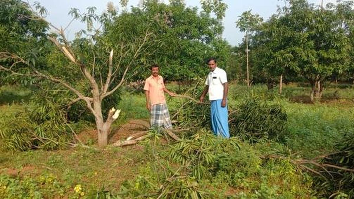 Wild animals damage crops - The Hindu