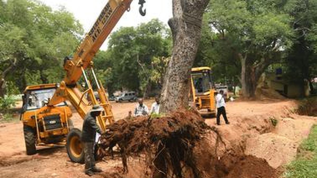 15 trees on Kalaignar Memorial Library site to be transplanted - The Hindu