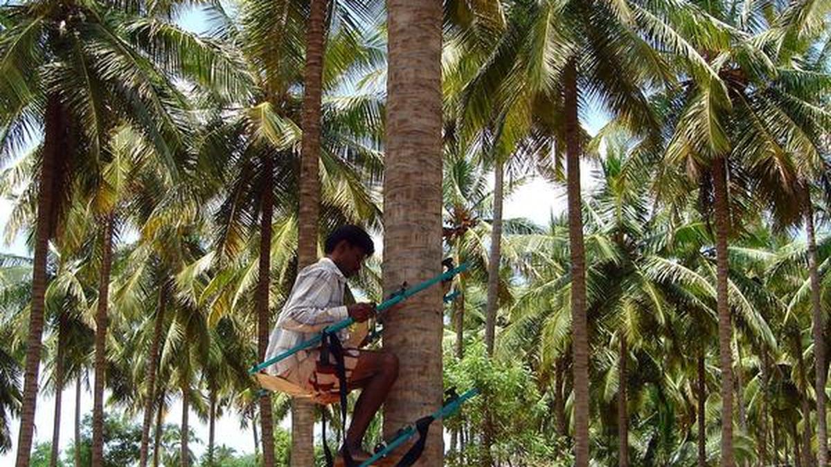 Youth to get training in coconut tree climbing - The Hindu
