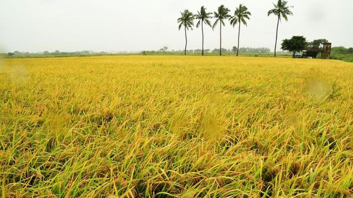 Farmers demand opening of DPCs - The Hindu
