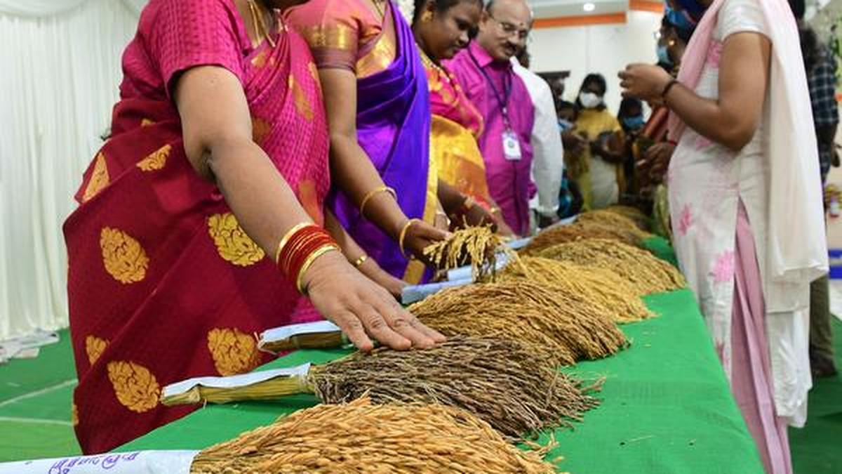 Traditional varieties of paddy on display - The Hindu