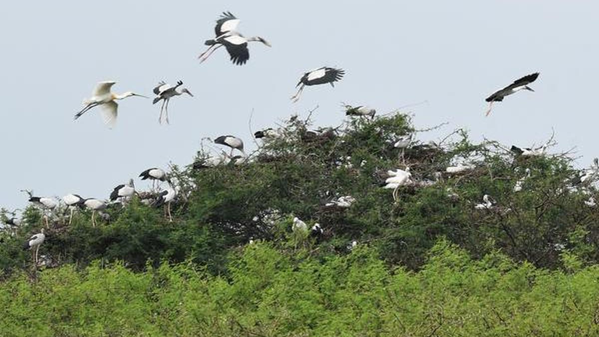 Birds from afar find this an apt place to raise a family - The Hindu