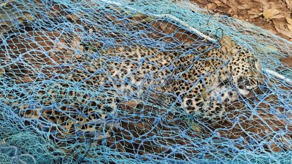 Injured leopard caught, dies - The Hindu