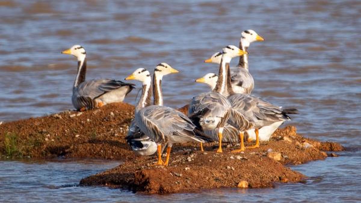 26,868 birds sighted in Tamirabharani Waterbird Count - The Hindu