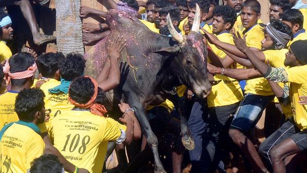 82 injured in Siravayal Manjuvirattu - The Hindu