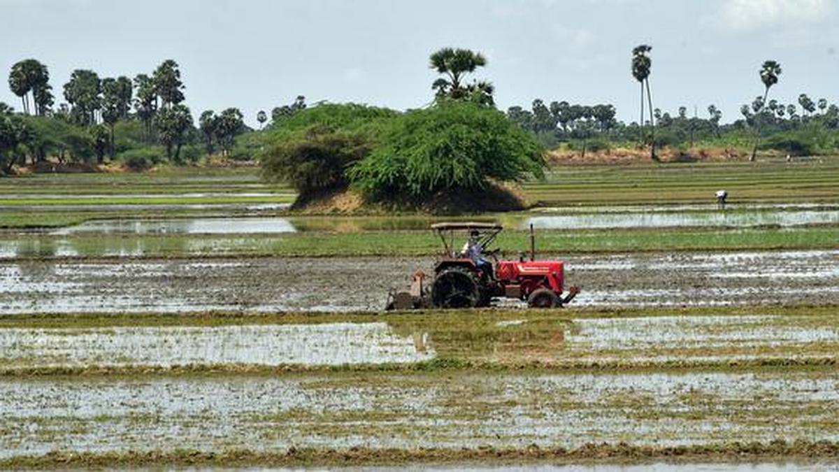 Paddy raised on 15,000 hectares thanks to good storage in dams - The Hindu