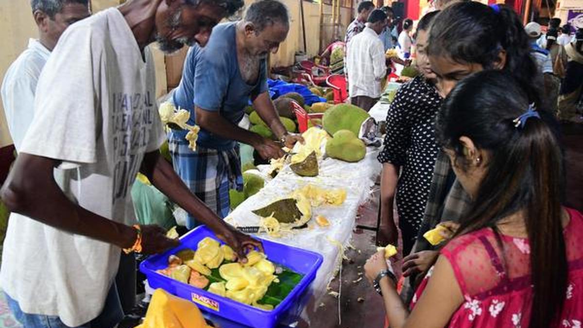 ‘Trial on making jackfruit chocolate 90% successful’ - The Hindu