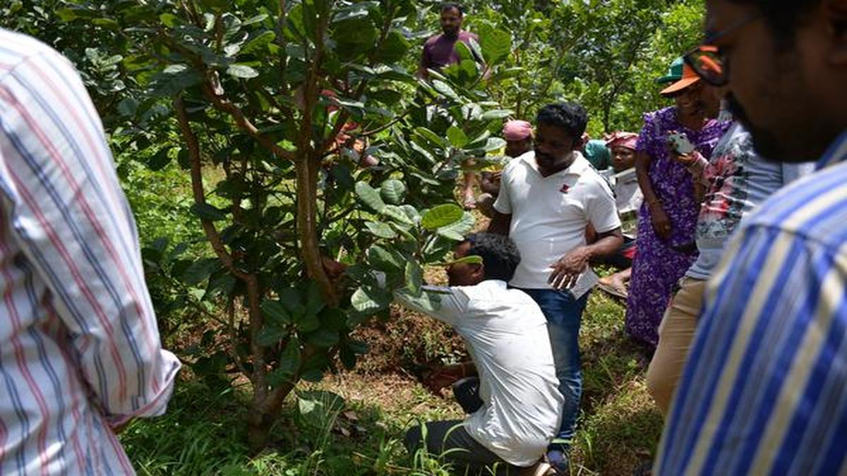 Training in canopy management in cashew orchards organised - The Hindu