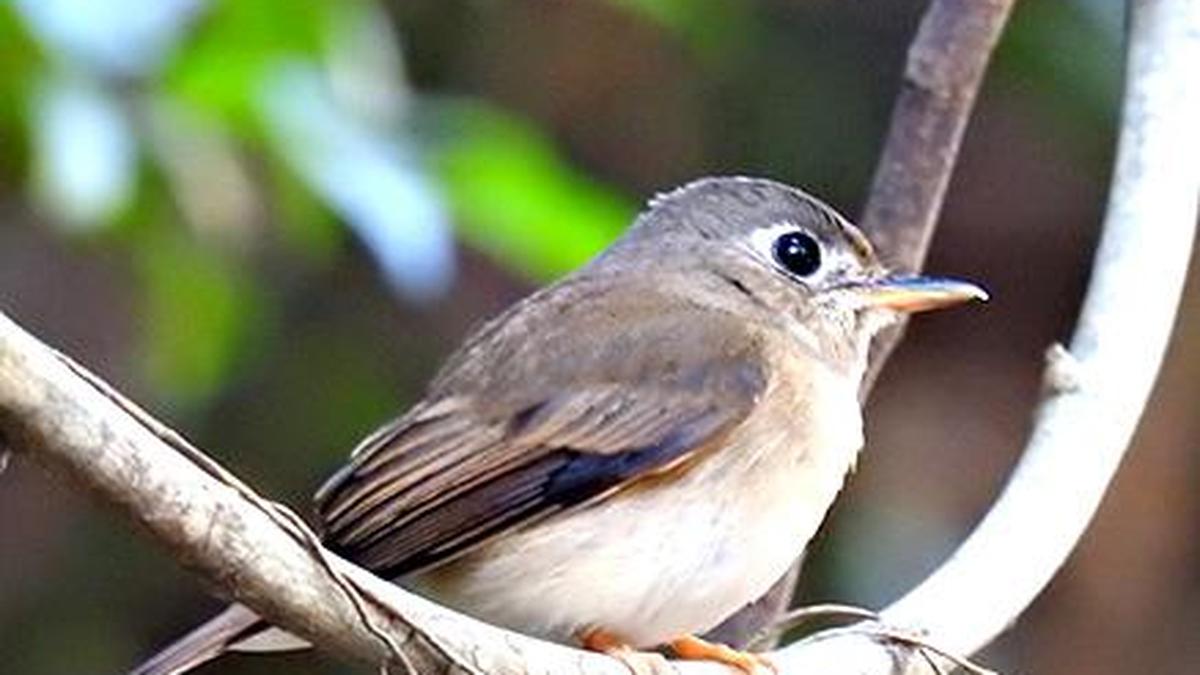 Manipal Bird Day: 122 species of birds sighted - The Hindu