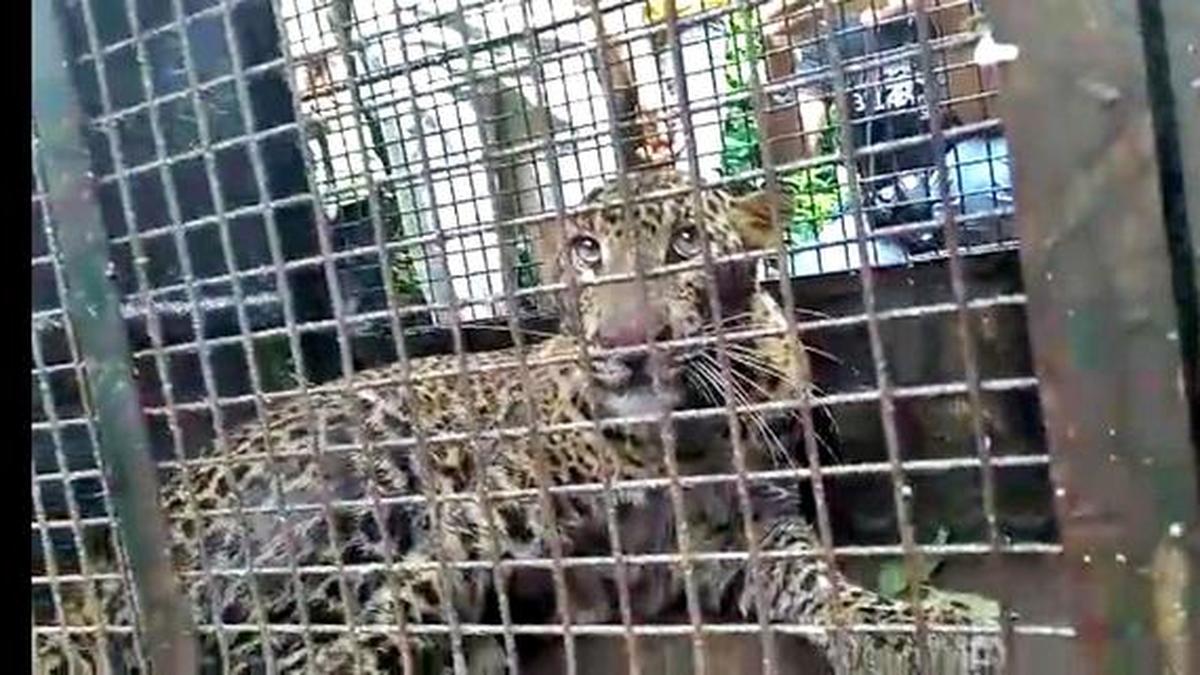 Leopard rescued from well, released - The Hindu