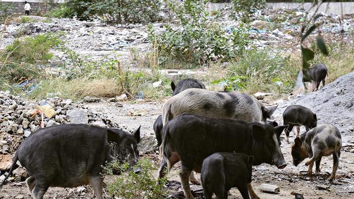 End to Bengaluru’s pig menace in sight? - The Hindu