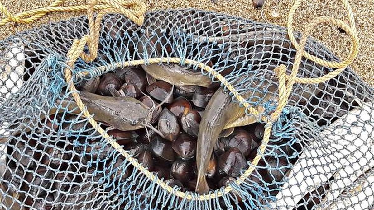 They collect Maruvai when free flow of rivulets into sea is facilitated ...