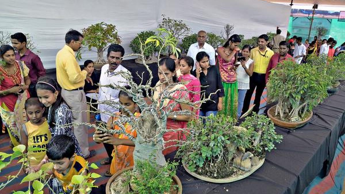 53-year-old bonsai tree among attractions at Krushi Siri - The Hindu