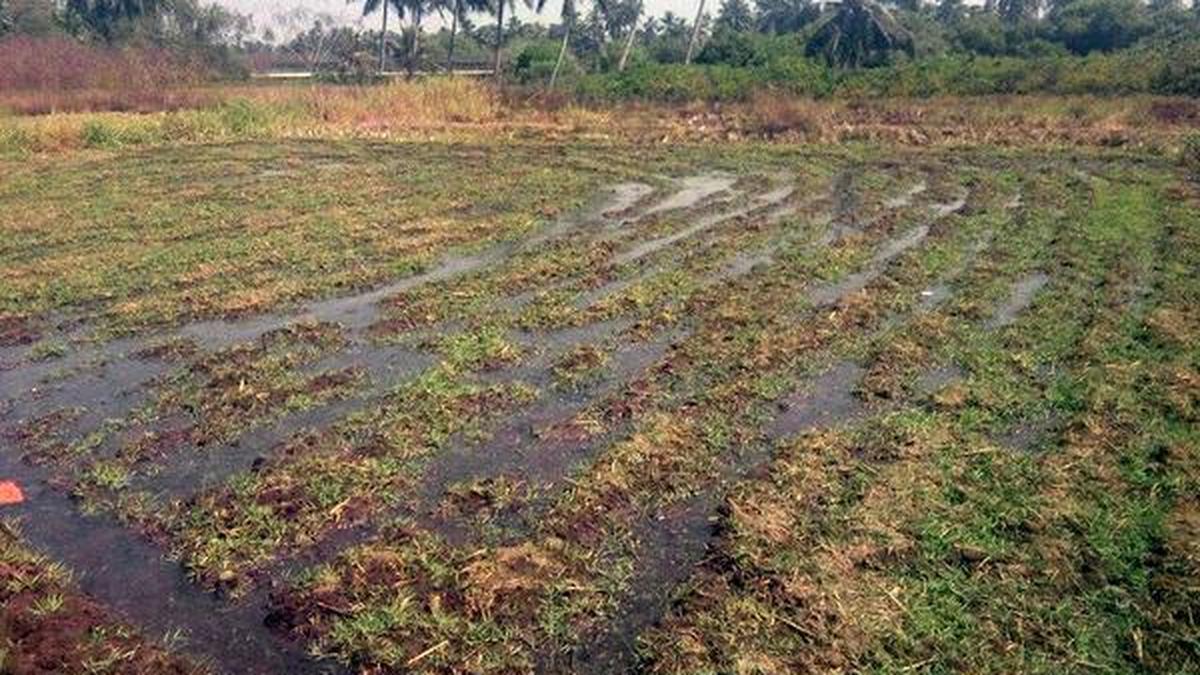 Land under ‘mattu gulla’ cultivation damaged - The Hindu