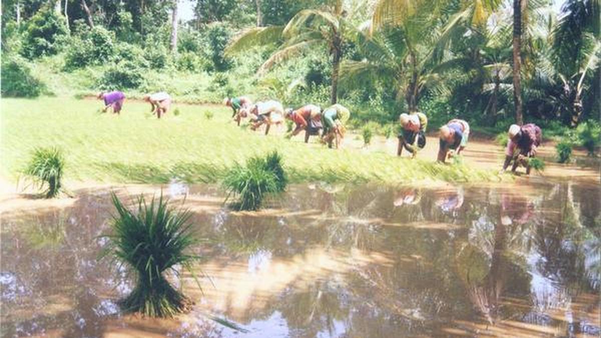 Sowing activities gathering momentum in Udupi district as monsoon sets ...