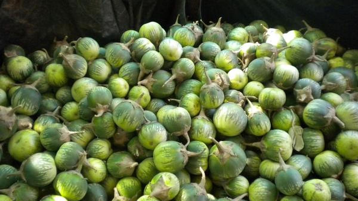 Mattu Gulla growers hope to make profits before season ends - The Hindu