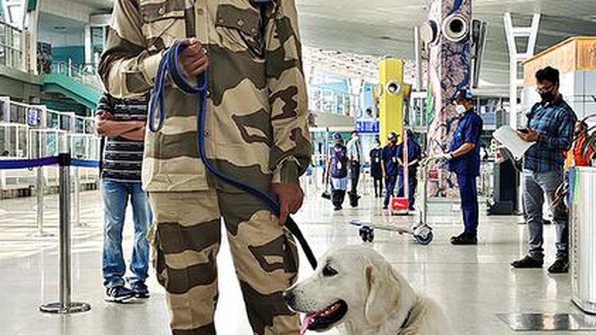 Golden Retriever joins CISF dog squad at city airport - The Hindu