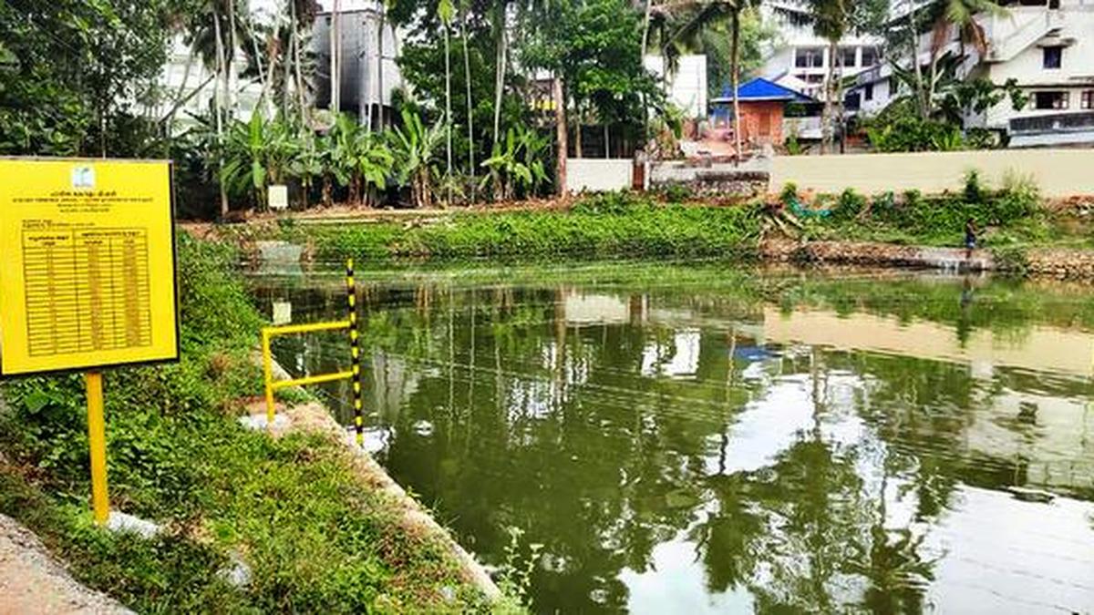 Kattakkada keeps tabs on its ponds - The Hindu