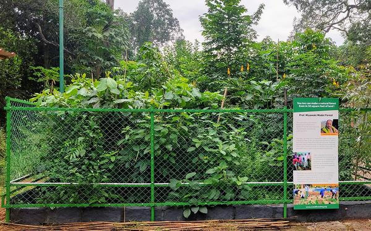 Miyawaki forest in Thiruvananthapuram turns one - The Hindu