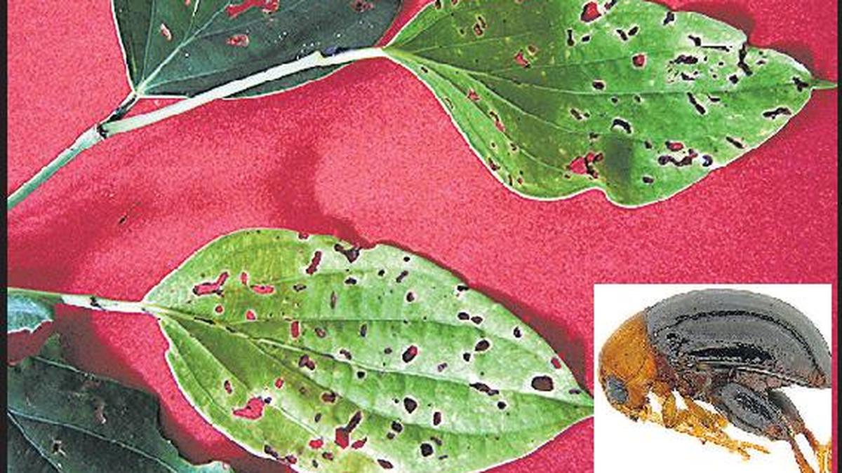 Findings on pest menace under a cloud - The Hindu