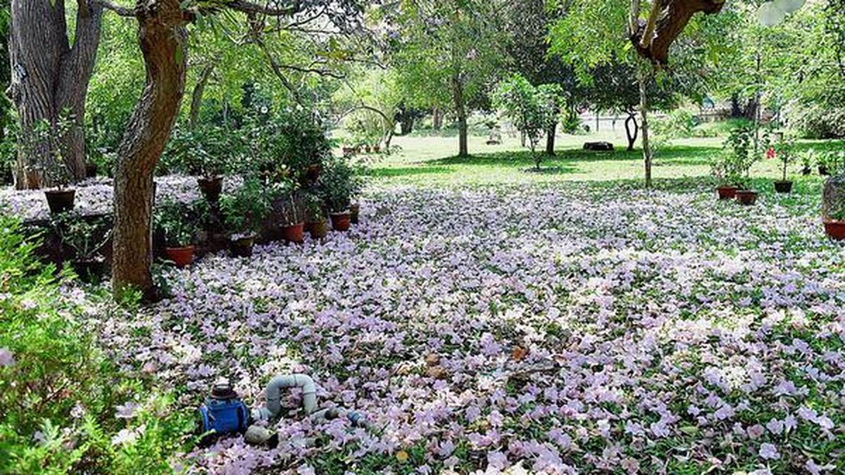 Kiss of spring at Museum - The Hindu