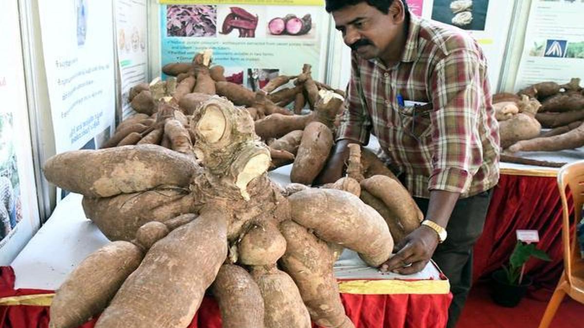 Tapioca is the king here - The Hindu