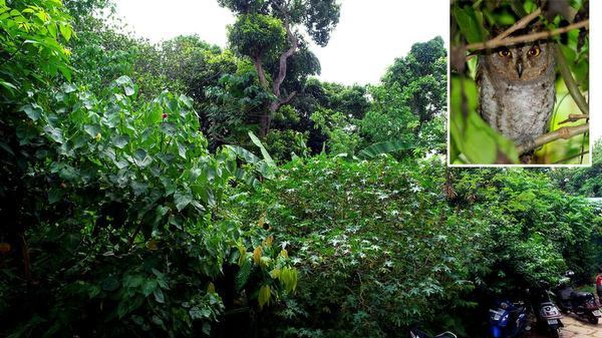 A verdant mini-forest in Thiruvananthapuram in just 16 months - The Hindu