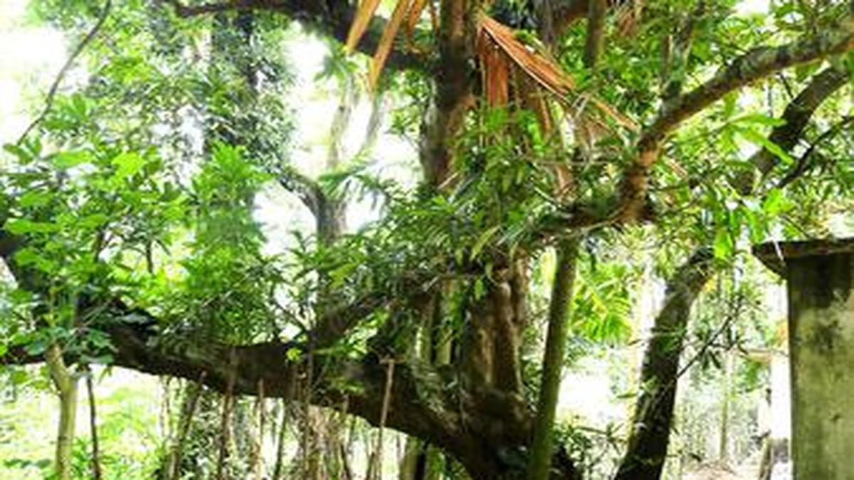 A family’s cherished ‘star tree’ turns out to be a new species - The Hindu