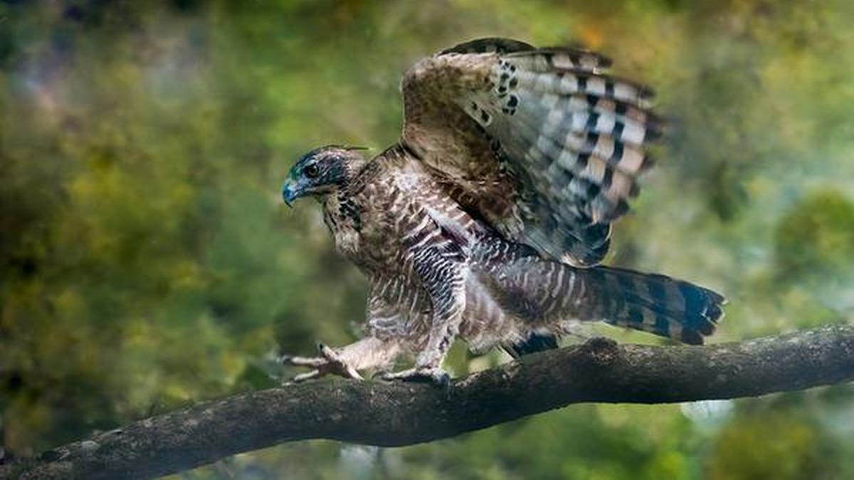 152 species spotted during bird race in Thiruvananthapuram - The Hindu