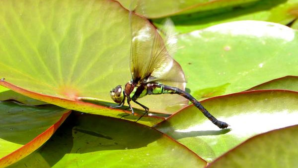 Two dragonfly species rediscovered in the Ghats - The Hindu