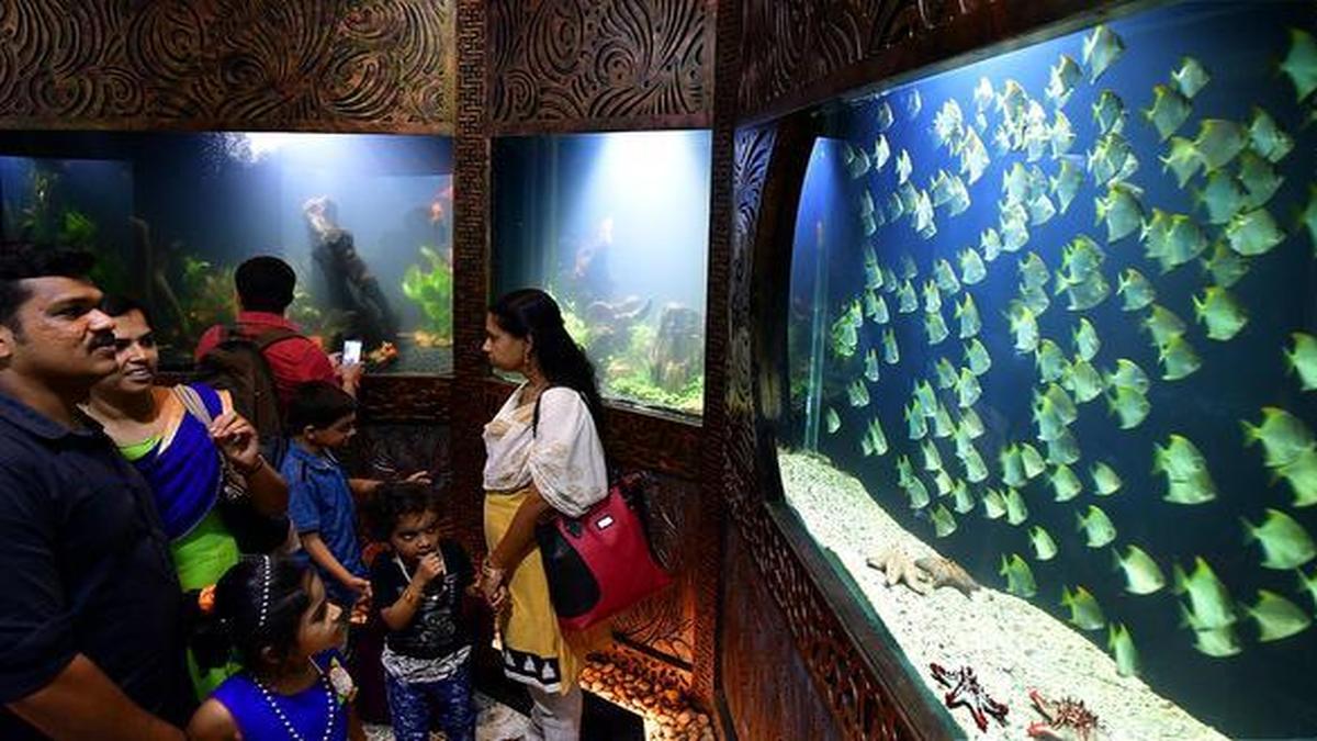 Explore wonders of marine life here - The Hindu